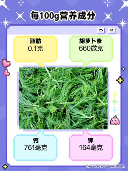海白菜的功效与作用禁忌_哪些人不能吃-第1张图片-山城妙识