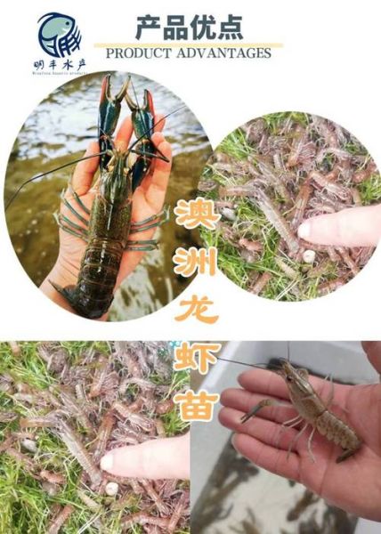 澳洲大龙虾养殖基地在哪里_养殖技术有哪些-第2张图片-山城妙识 澳洲大龙虾养殖基地在哪里_养殖技术有哪些-第2张图片-山城妙识