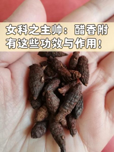 醋香附和香附的区别_哪个更适合调理月经-第1张图片-山城妙识
