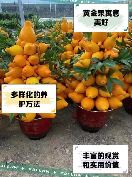 黄金果怎么种_黄金果营养价值-第1张图片-山城妙识