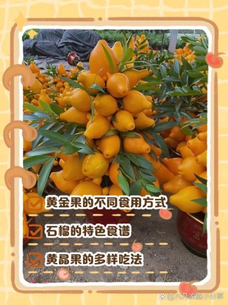 黄金果怎么种_黄金果营养价值-第3张图片-山城妙识