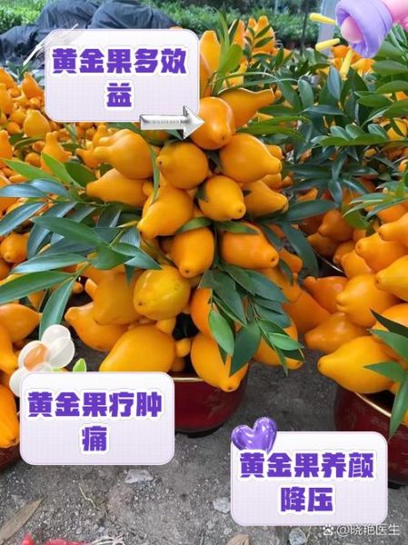 黄金果怎么种_黄金果营养价值-第2张图片-山城妙识