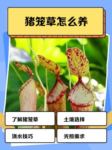 猪笼草怎么养_猪笼草为什么不开笼-第1张图片-山城妙识