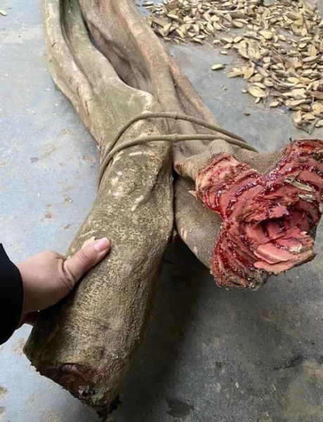 鸡血藤的功效与作用_鸡血藤怎么泡水喝-第2张图片-山城妙识 鸡血藤的功效与作用_鸡血藤怎么泡水喝-第2张图片-山城妙识