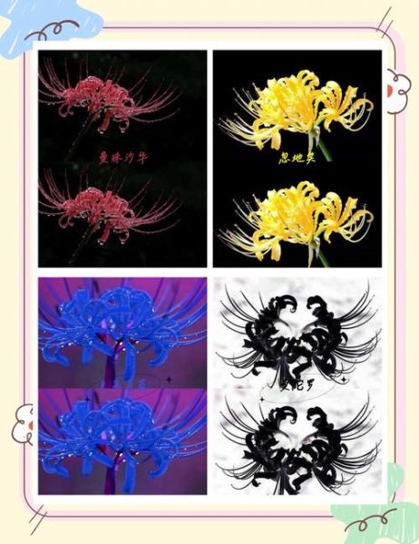 十大诅咒之花有哪些_为什么被称为不祥之花-第1张图片-山城妙识 十大诅咒之花有哪些_为什么被称为不祥之花-第1张图片-山城妙识