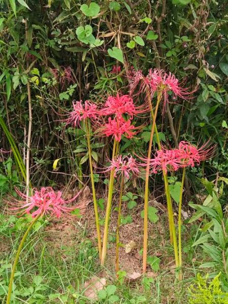 十大诅咒之花有哪些_为什么被称为不祥之花-第3张图片-山城妙识 十大诅咒之花有哪些_为什么被称为不祥之花-第3张图片-山城妙识