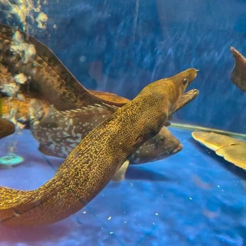 鳗鱼图片欣赏_如何挑选高清鳗鱼照片-第2张图片-山城妙识 鳗鱼图片欣赏_如何挑选高清鳗鱼照片-第2张图片-山城妙识