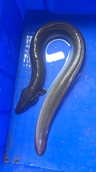 鳗鱼图片欣赏_如何挑选高清鳗鱼照片-第1张图片-山城妙识 鳗鱼图片欣赏_如何挑选高清鳗鱼照片-第1张图片-山城妙识