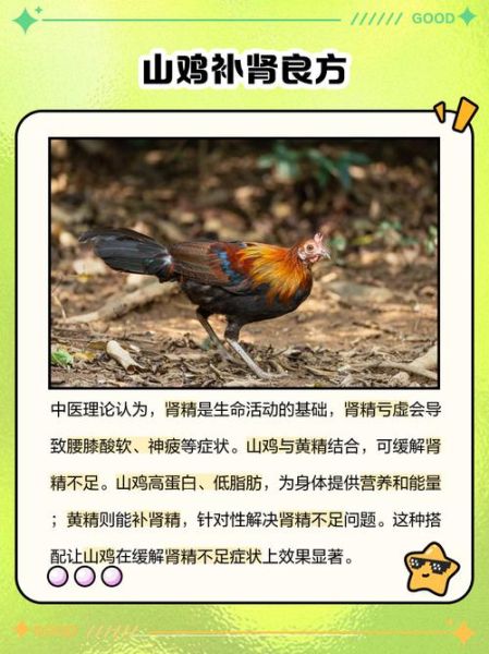 野山鸡养殖赚钱吗_野山鸡养殖技术要点-第1张图片-山城妙识 野山鸡养殖赚钱吗_野山鸡养殖技术要点-第1张图片-山城妙识