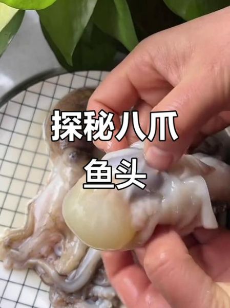 八爪鱼的头能吃吗_八爪鱼头怎么处理才安全-第2张图片-山城妙识 八爪鱼的头能吃吗_八爪鱼头怎么处理才安全-第2张图片-山城妙识