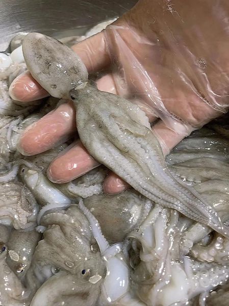 八爪鱼的头能吃吗_八爪鱼头怎么处理才安全-第3张图片-山城妙识 八爪鱼的头能吃吗_八爪鱼头怎么处理才安全-第3张图片-山城妙识