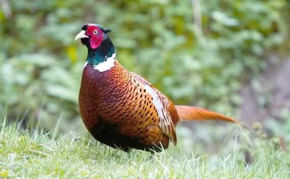 野山鸡养殖赚钱吗_野山鸡养殖技术要点-第3张图片-山城妙识 野山鸡养殖赚钱吗_野山鸡养殖技术要点-第3张图片-山城妙识