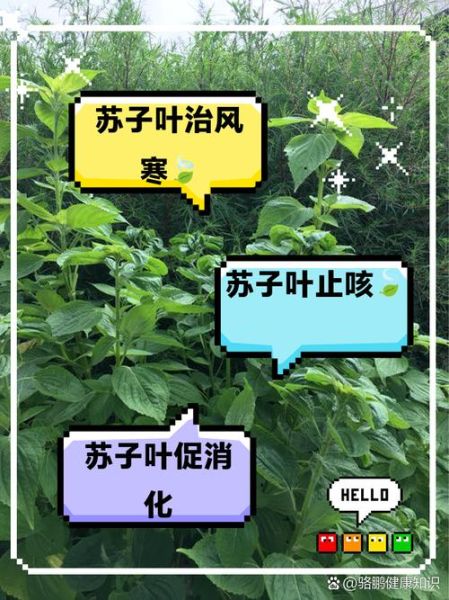 苏子叶的功效与作用_苏子叶怎么吃最好-第1张图片-山城妙识 苏子叶的功效与作用_苏子叶怎么吃最好-第1张图片-山城妙识