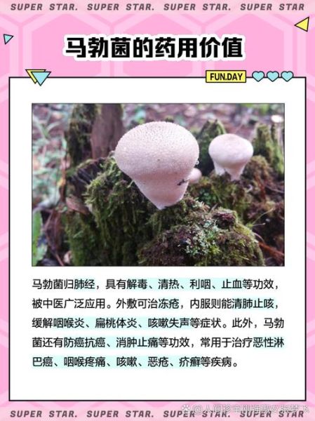 马勃菌能吃吗_野生马勃菌怎么吃-第1张图片-山城妙识