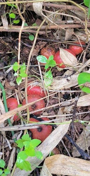 四川地瓜野生图片_如何辨别真假-第1张图片-山城妙识