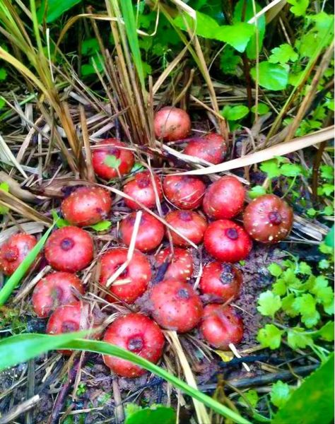 四川地瓜野生图片_如何辨别真假-第2张图片-山城妙识