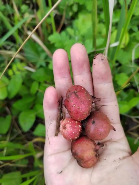 四川地瓜野生图片_如何辨别真假-第3张图片-山城妙识