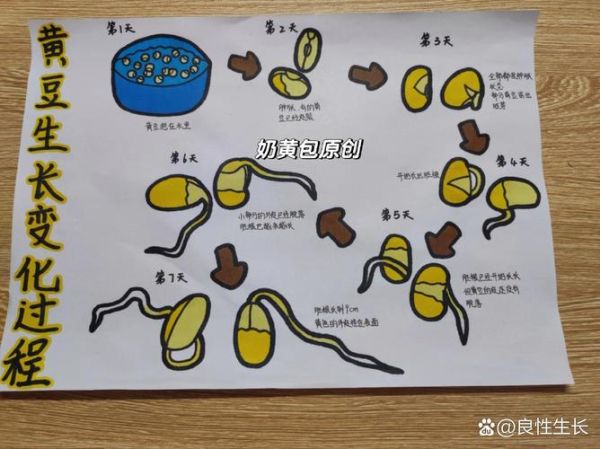 绿豆芽怎么发_绿豆芽发芽最快方法-第3张图片-山城妙识
