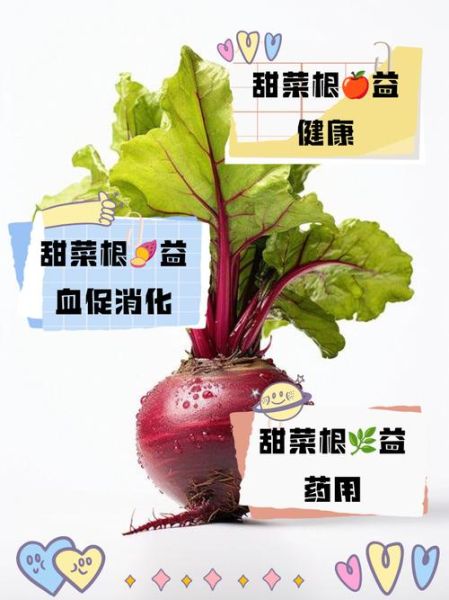 红甜菜根怎么吃_红甜菜根做法大全-第3张图片-山城妙识