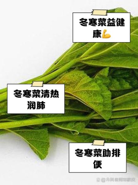 冬寒菜不能和什么一起吃_冬寒菜哪些人不能吃-第3张图片-山城妙识