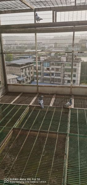 鸽子养殖大棚怎么建_鸽子养殖大棚图片细节-第1张图片-山城妙识 鸽子养殖大棚怎么建_鸽子养殖大棚图片细节-第1张图片-山城妙识