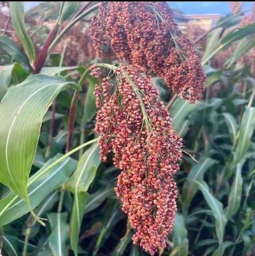 粘高粱米的功效与作用_粘高粱米适合什么人吃-第1张图片-山城妙识