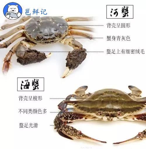 河蟹和海蟹的区别_怎么区分-第2张图片-山城妙识 河蟹和海蟹的区别_怎么区分-第2张图片-山城妙识