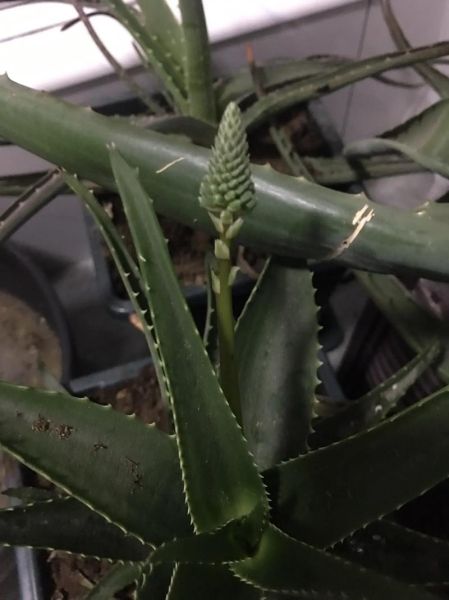 龙舌兰多久开花_龙舌兰开花后怎么办-第1张图片-山城妙识 龙舌兰多久开花_龙舌兰开花后怎么办-第1张图片-山城妙识