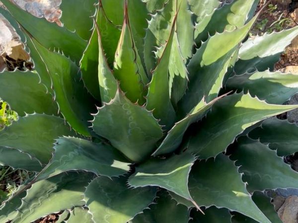 龙舌兰多久开花_龙舌兰开花后怎么办-第2张图片-山城妙识 龙舌兰多久开花_龙舌兰开花后怎么办-第2张图片-山城妙识