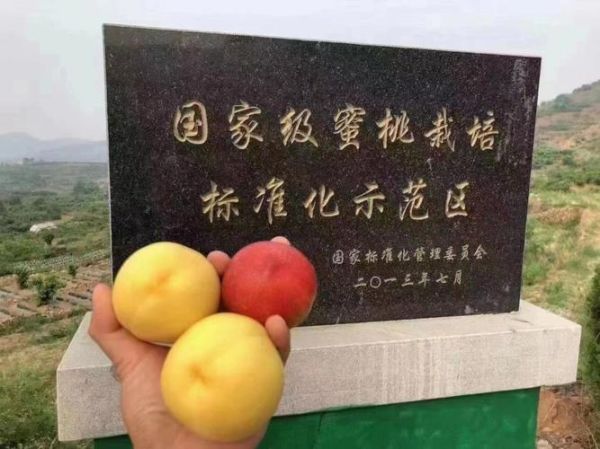 黄油桃产地在哪里_如何挑选正宗黄油桃-第3张图片-山城妙识