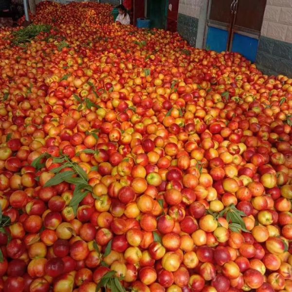 黄油桃产地在哪里_如何挑选正宗黄油桃-第1张图片-山城妙识