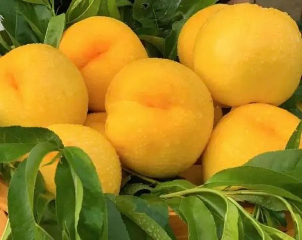 黄油桃产地在哪里_如何挑选正宗黄油桃-第2张图片-山城妙识