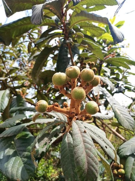 山枇杷的功效与作用_山枇杷怎么吃效果最好-第2张图片-山城妙识 山枇杷的功效与作用_山枇杷怎么吃效果最好-第2张图片-山城妙识