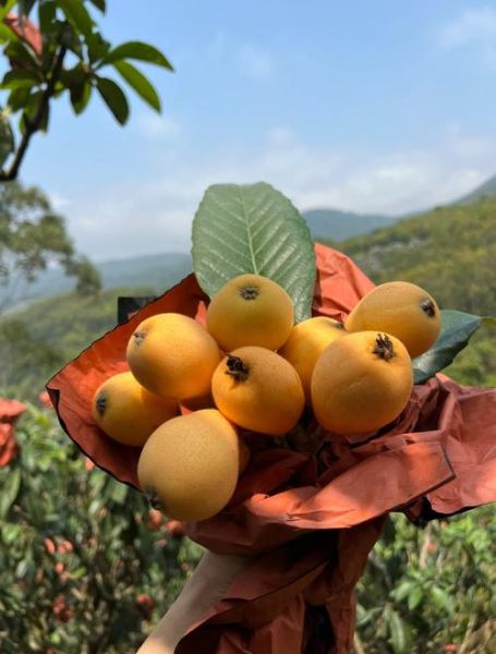 山枇杷的功效与作用_山枇杷怎么吃效果最好-第1张图片-山城妙识 山枇杷的功效与作用_山枇杷怎么吃效果最好-第1张图片-山城妙识