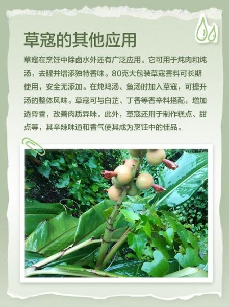 草寇是什么意思_草寇与山贼区别-第1张图片-山城妙识 草寇是什么意思_草寇与山贼区别-第1张图片-山城妙识