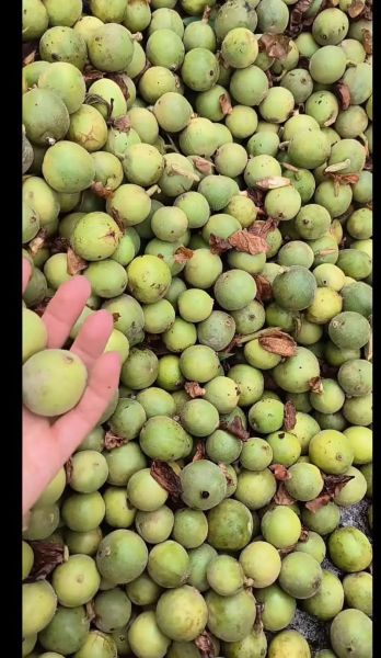 草寇是什么意思_草寇与山贼区别-第2张图片-山城妙识 草寇是什么意思_草寇与山贼区别-第2张图片-山城妙识