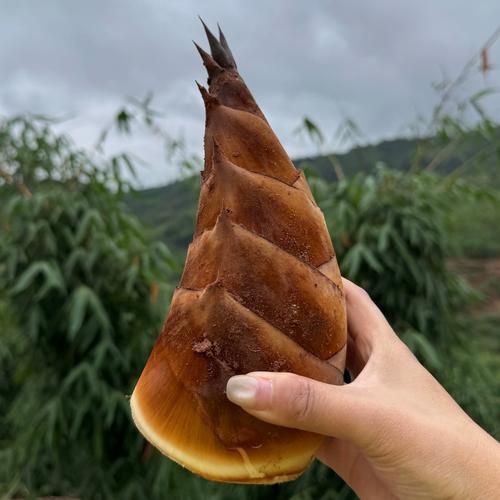 新鲜竹笋怎么做_竹笋去涩方法-第2张图片-山城妙识