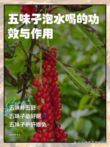 五味子最佳搭配_五味子与什么搭配效果最好-第1张图片-山城妙识