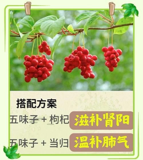 五味子最佳搭配_五味子与什么搭配效果最好-第2张图片-山城妙识