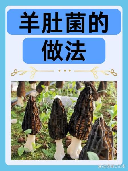 羊肚菌怎么做好吃_羊肚菌食用禁忌有哪些-第2张图片-山城妙识