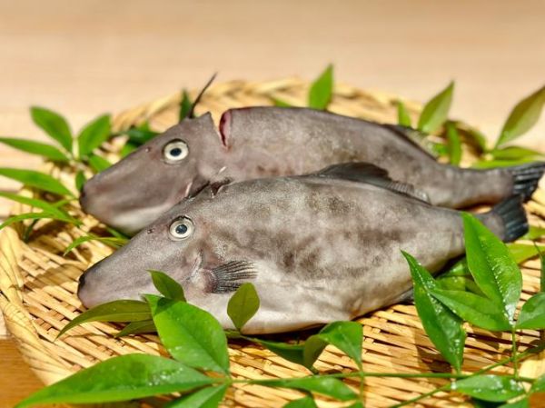 马面鱼是深海鱼吗_马面鱼生活在淡水还是海水-第1张图片-山城妙识 马面鱼是深海鱼吗_马面鱼生活在淡水还是海水-第1张图片-山城妙识