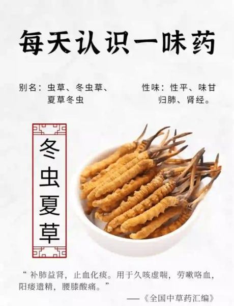 冬虫夏草有什么功效_怎么吃效果最好-第1张图片-山城妙识