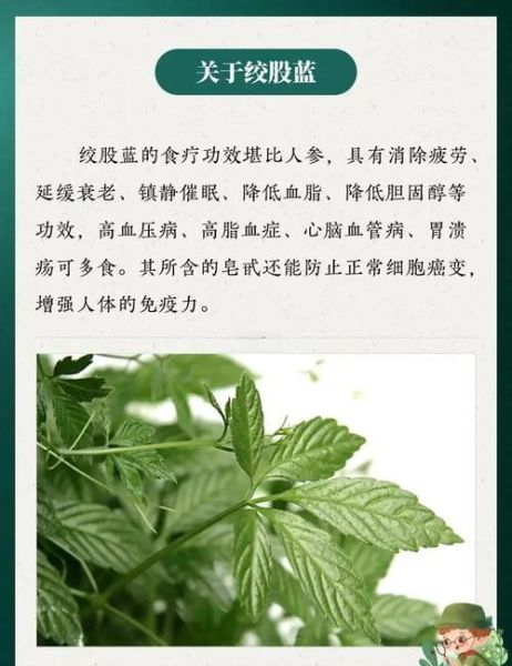 绞股蓝图片_如何辨别真假-第1张图片-山城妙识