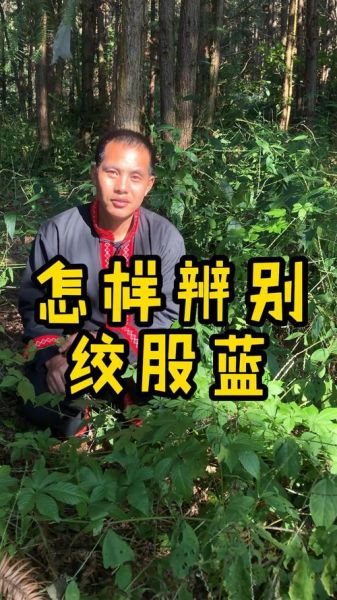 绞股蓝图片_如何辨别真假-第3张图片-山城妙识