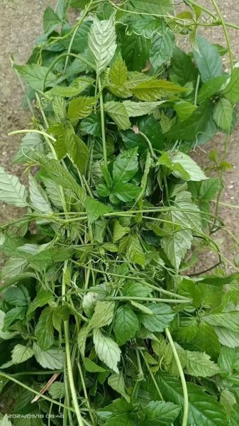 绞股蓝图片_如何辨别真假-第2张图片-山城妙识