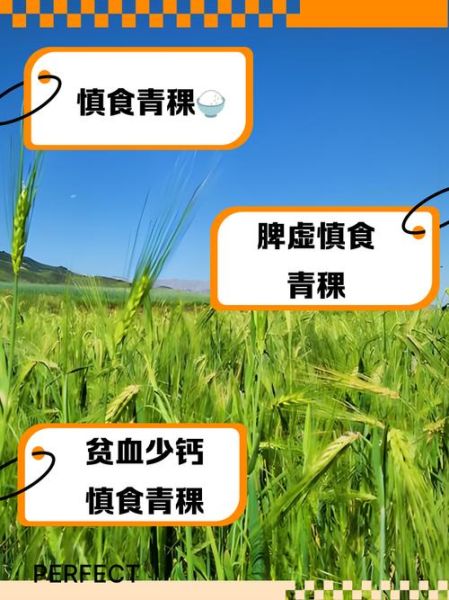 青稞的功效与作用禁忌_青稞什么人不能吃-第3张图片-山城妙识