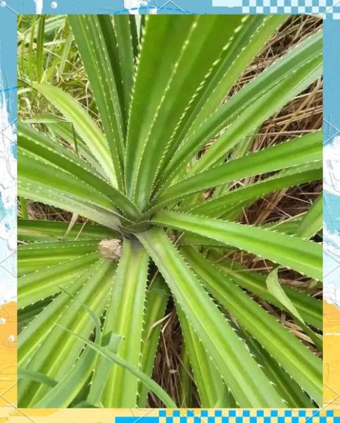 粽子馅里面的叶子叫什么_粽叶是哪种植物的叶子-第1张图片-山城妙识 粽子馅里面的叶子叫什么_粽叶是哪种植物的叶子-第1张图片-山城妙识