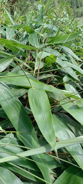 粽子馅里面的叶子叫什么_粽叶是哪种植物的叶子-第2张图片-山城妙识 粽子馅里面的叶子叫什么_粽叶是哪种植物的叶子-第2张图片-山城妙识