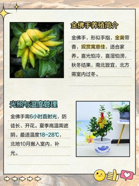 金佛手怎么养_金佛手功效与作用-第1张图片-山城妙识 金佛手怎么养_金佛手功效与作用-第1张图片-山城妙识