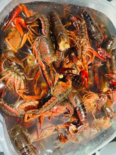 啤酒小龙虾怎么做_啤酒小龙虾的做法步骤-第3张图片-山城妙识